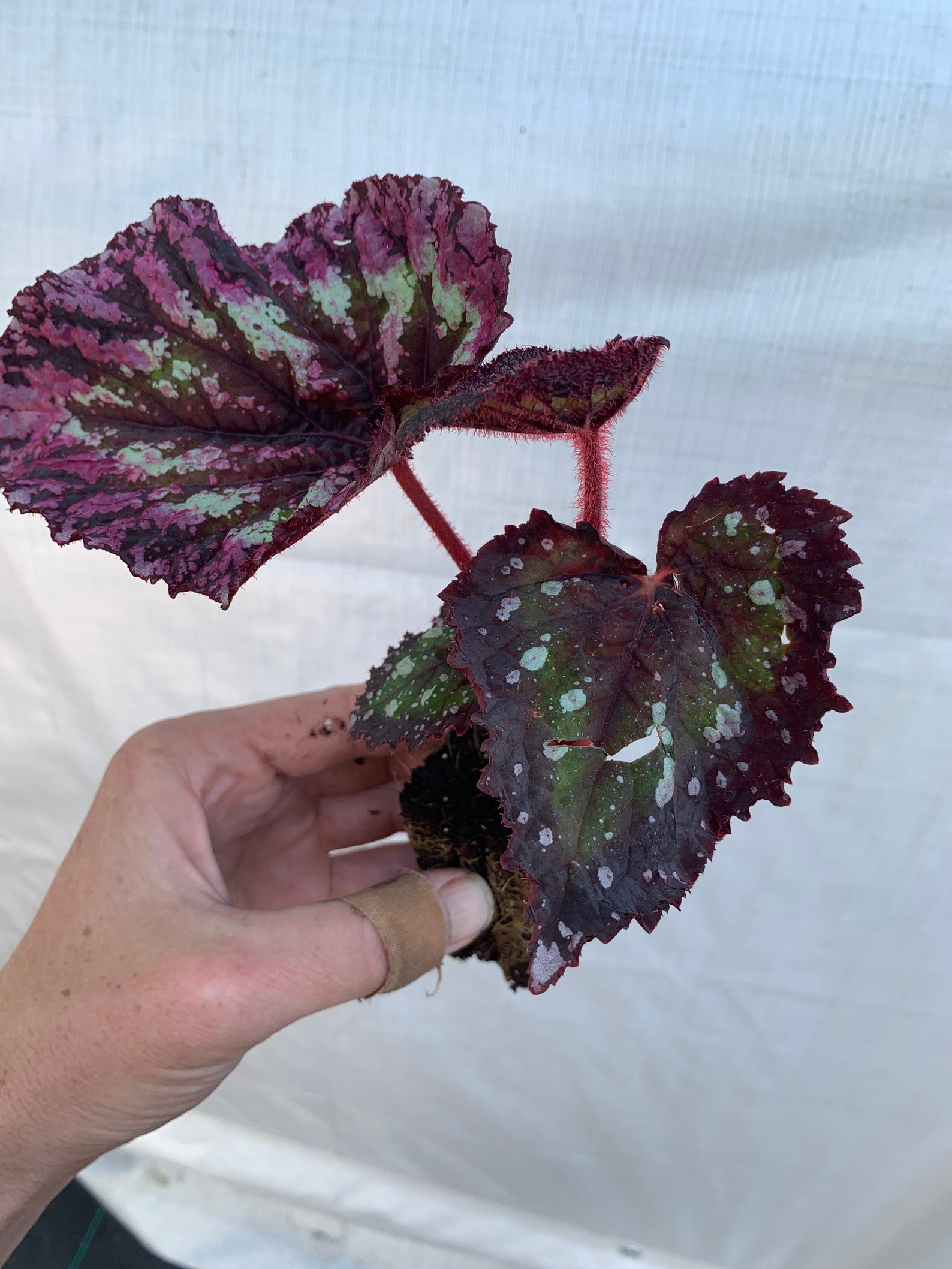 Begonia Fireworks Starter Plant ALL STARTER PLANTS require | Etsy