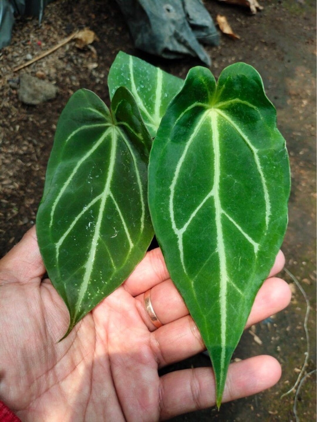 Anthurium Warocqueanum X Forgetii Starter Plant ALL STARTER PLANTS ...