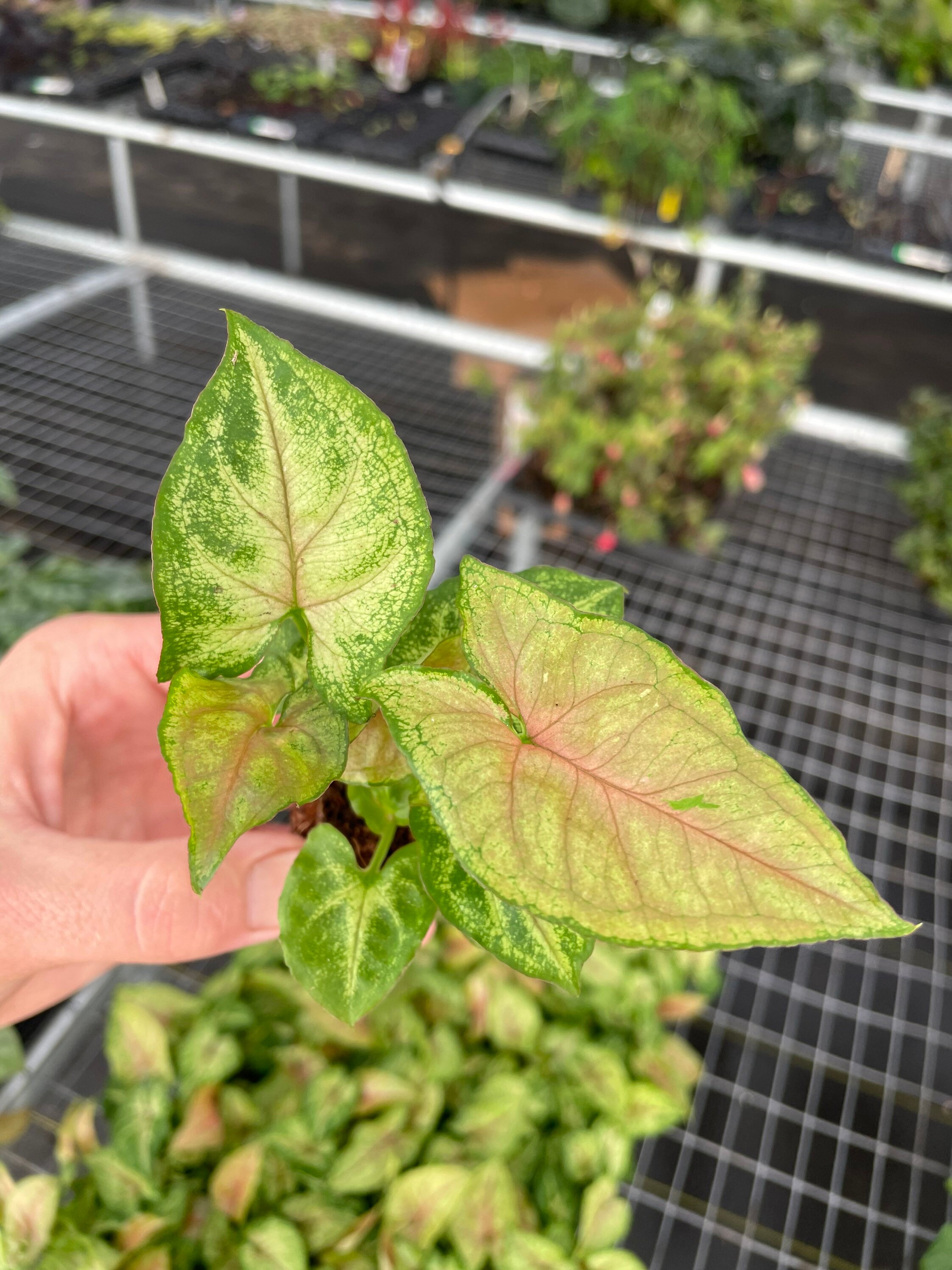 Syngonium Candy Berry Starter Plant (ALL STARTER PLANTS Require You to ...