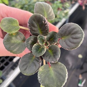 Robs Outer Orbit African Violet Starter Plant (ALL Starter PLANTS ...