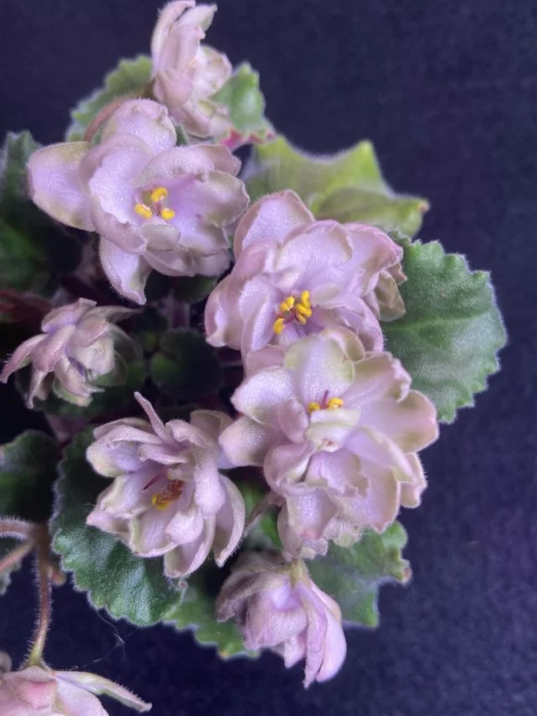 Smokey Moon African Violet Starter Plant (ALL Starter PLANTS Require ...