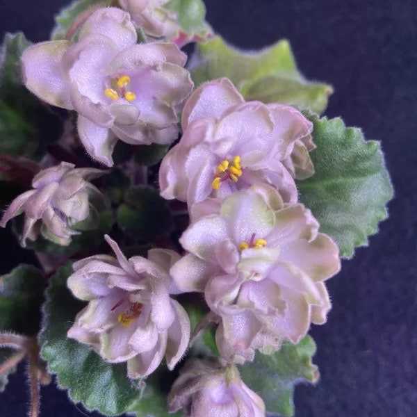 Hunters African Violet - Etsy
