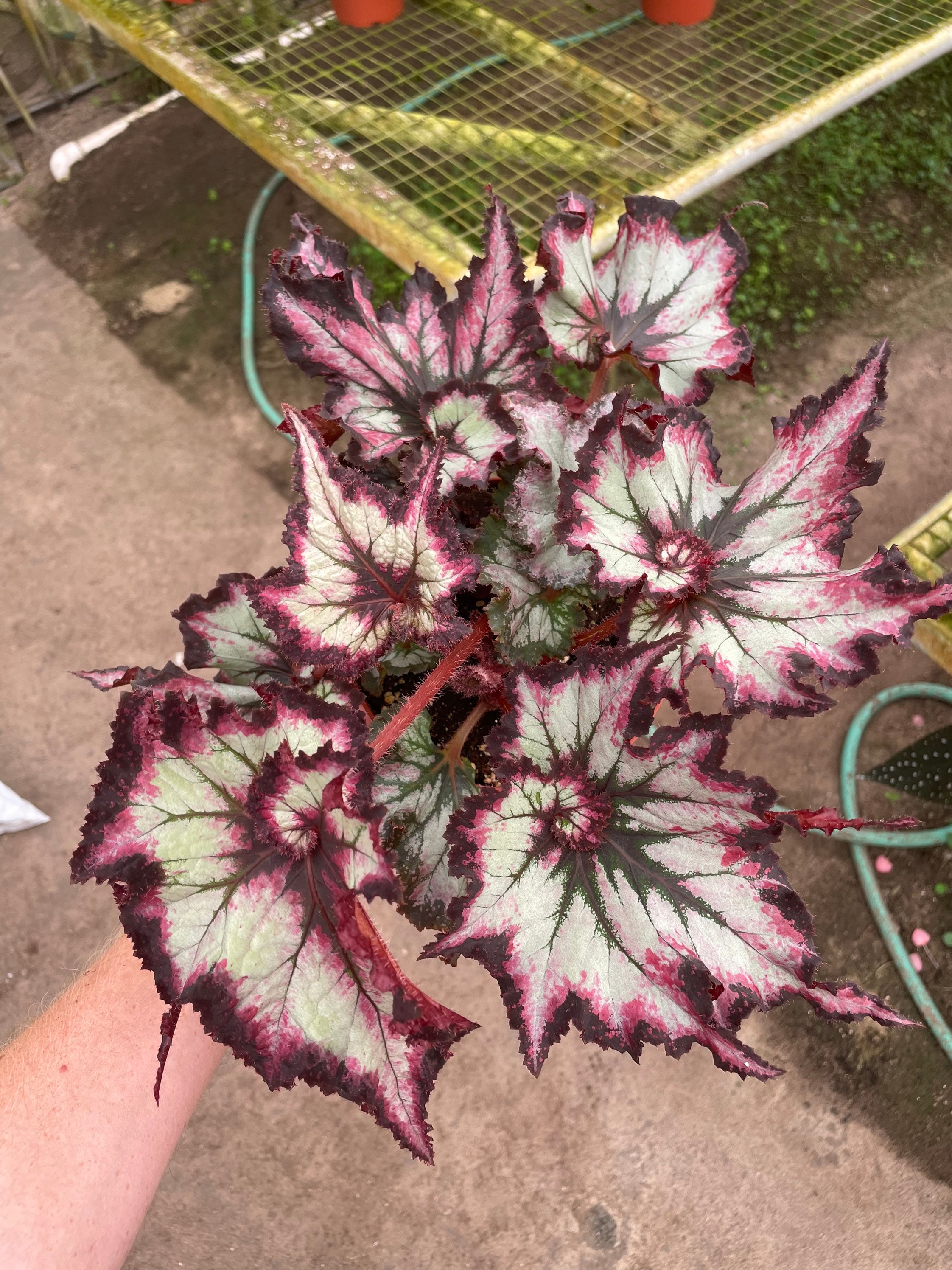 Harmonys Witchy Women Begonia 6pot ALL PLANTS Require You to - Etsy