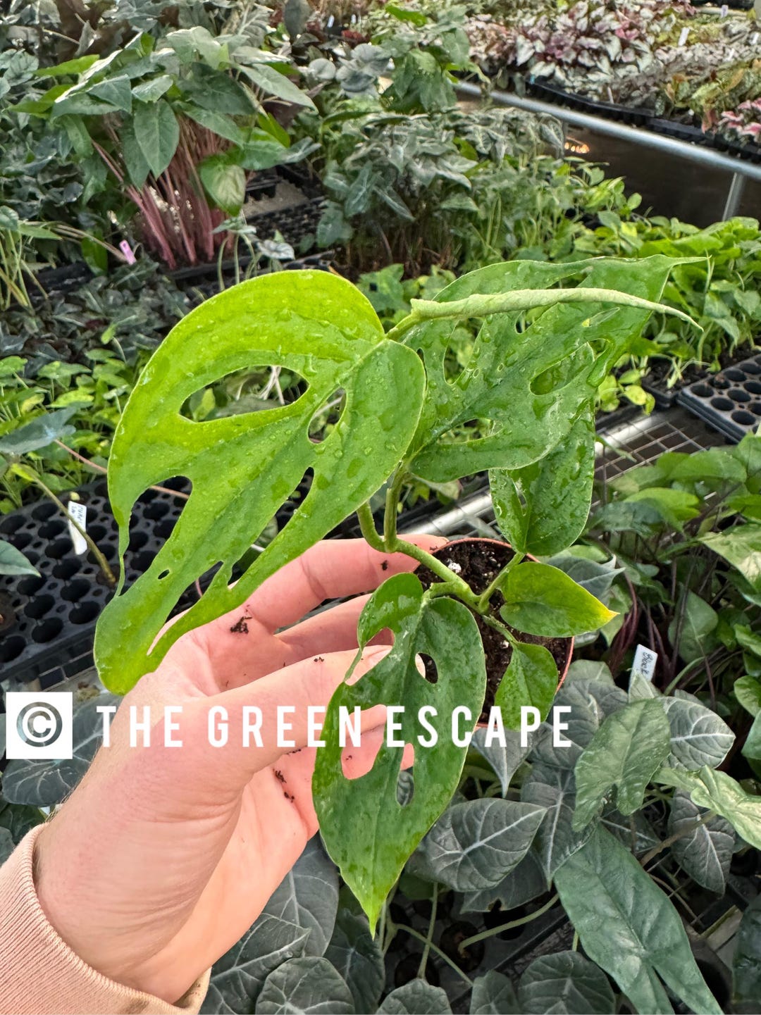 Monstera Adansonii Narrow Form 2” Pot (ALL PLANTS Require You to ...