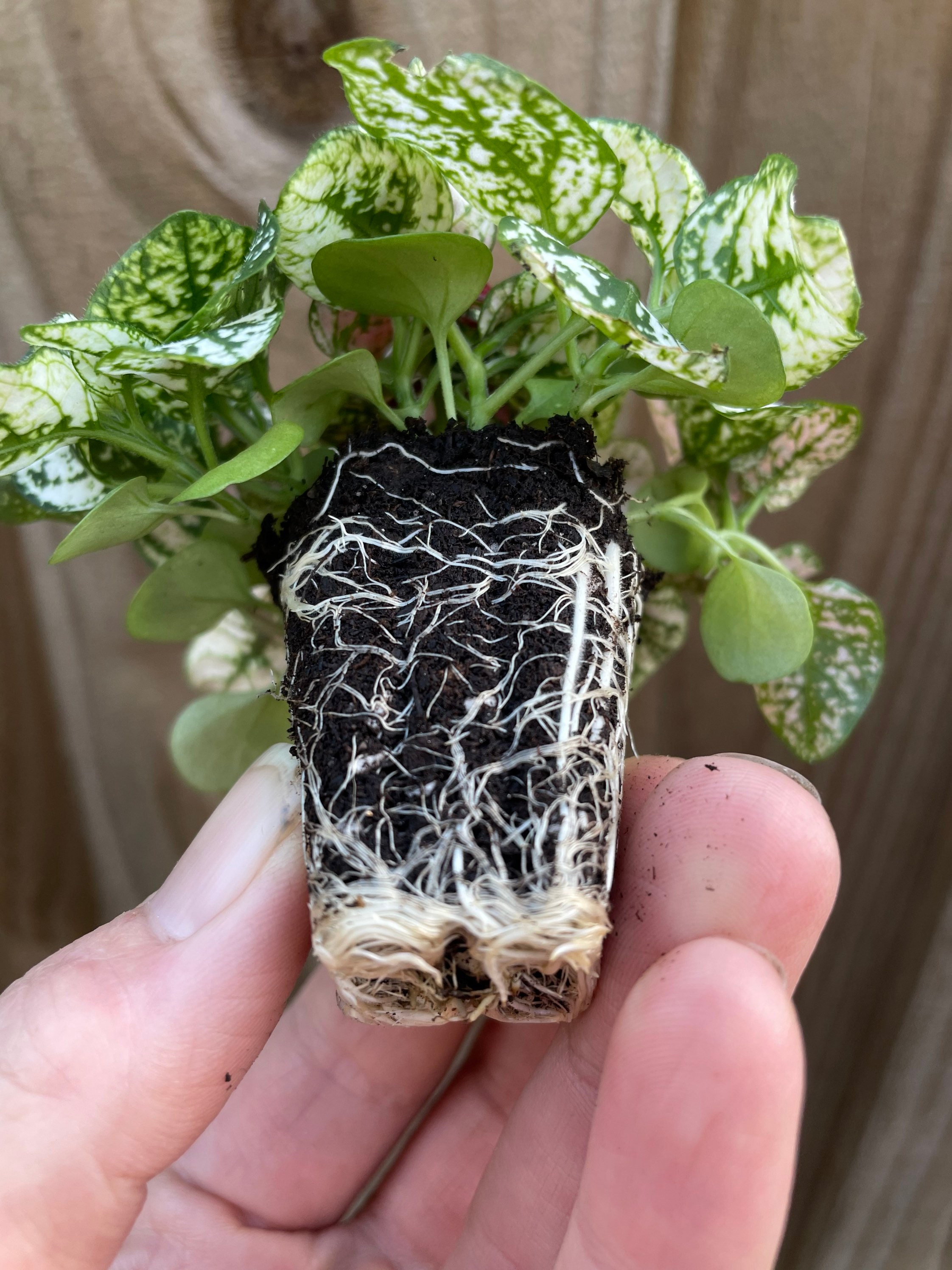 Hypoestes Mixed polka Dot Plant Starter Plant ALL STARTER - Etsy