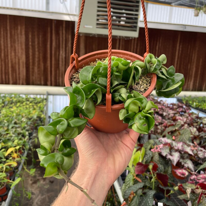 Hoya Rope Plant - Etsy