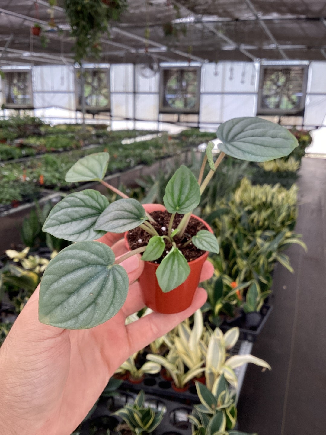 Peperomia Moonlight 2” Pot (ALL PLANTS Require You to Purchase 2 Plants ...