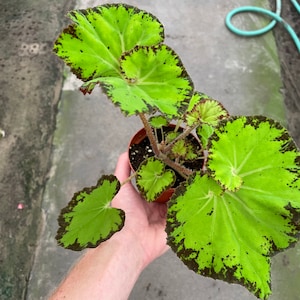 Begonia River Nile 4pot ALL PLANTS Require You to Purchase 2 Plants - Etsy