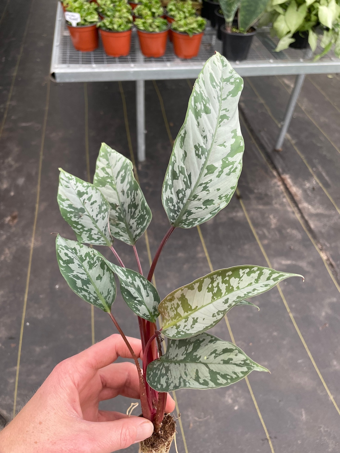 Apoballis Acuminatissimum Aka lavallei or red Sword - Etsy