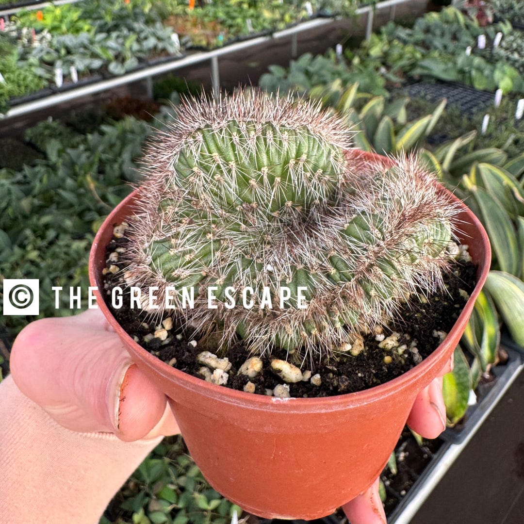 Teddy Bear Cactus 4” Pot (ALL PLANTS Require You to Purchase 2 Plants ...