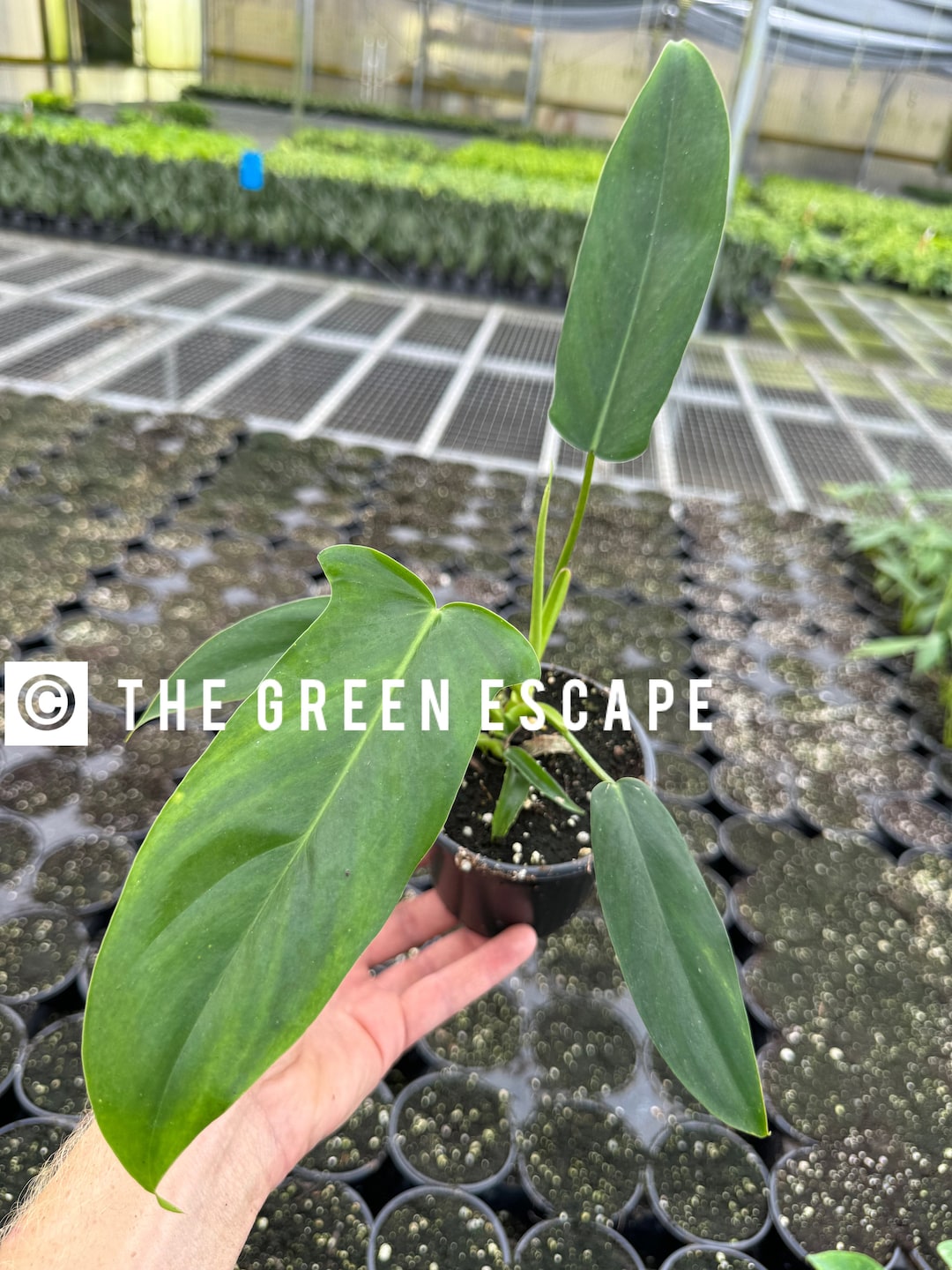 Philodendron "bette Waterbury" 69686 4” Pot (ALL PLANTS Require You to ...