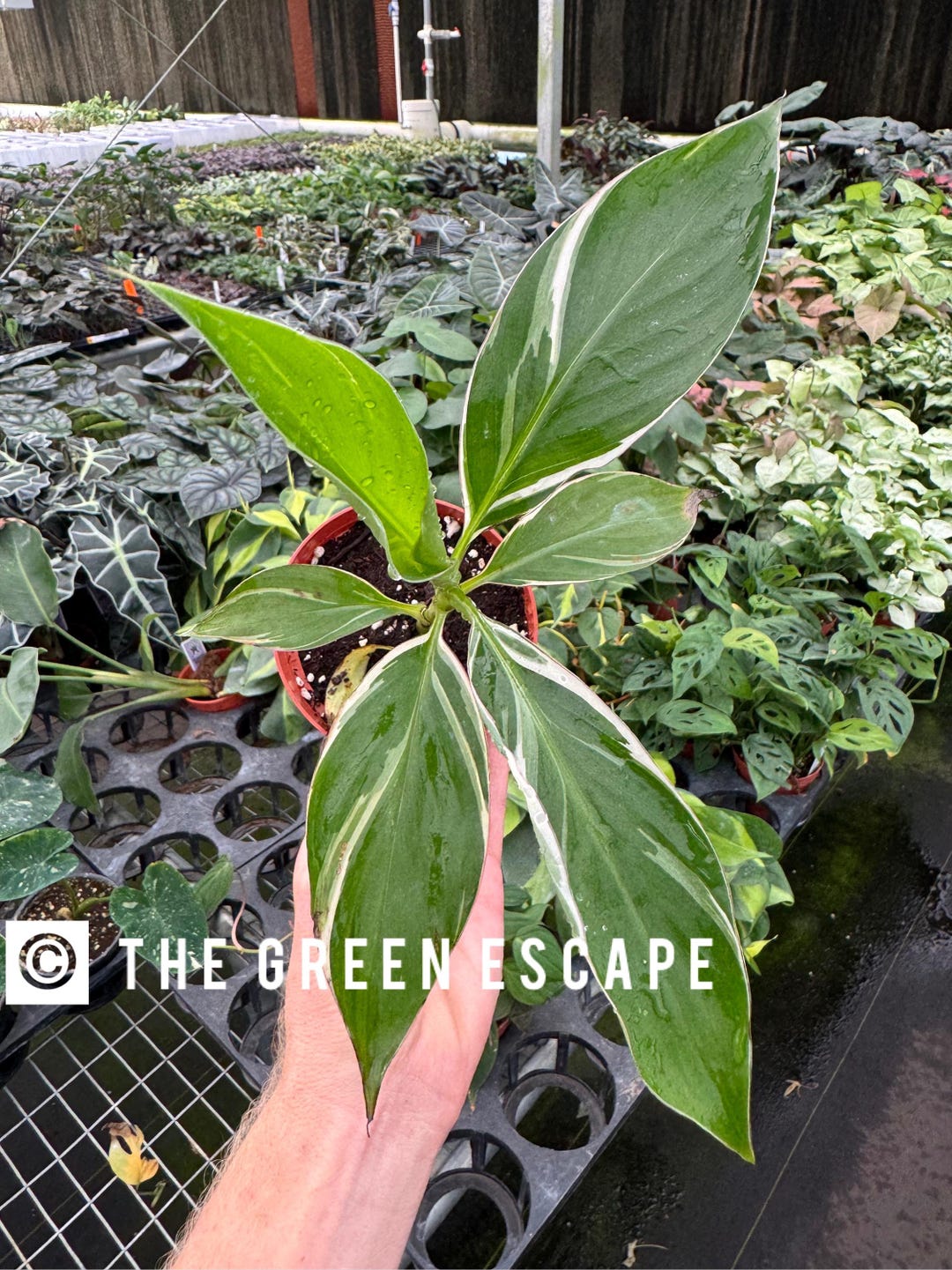 Musa Pink Nono 4 Pot ALL PLANTS Require You to Purchase 2 Plants - Etsy