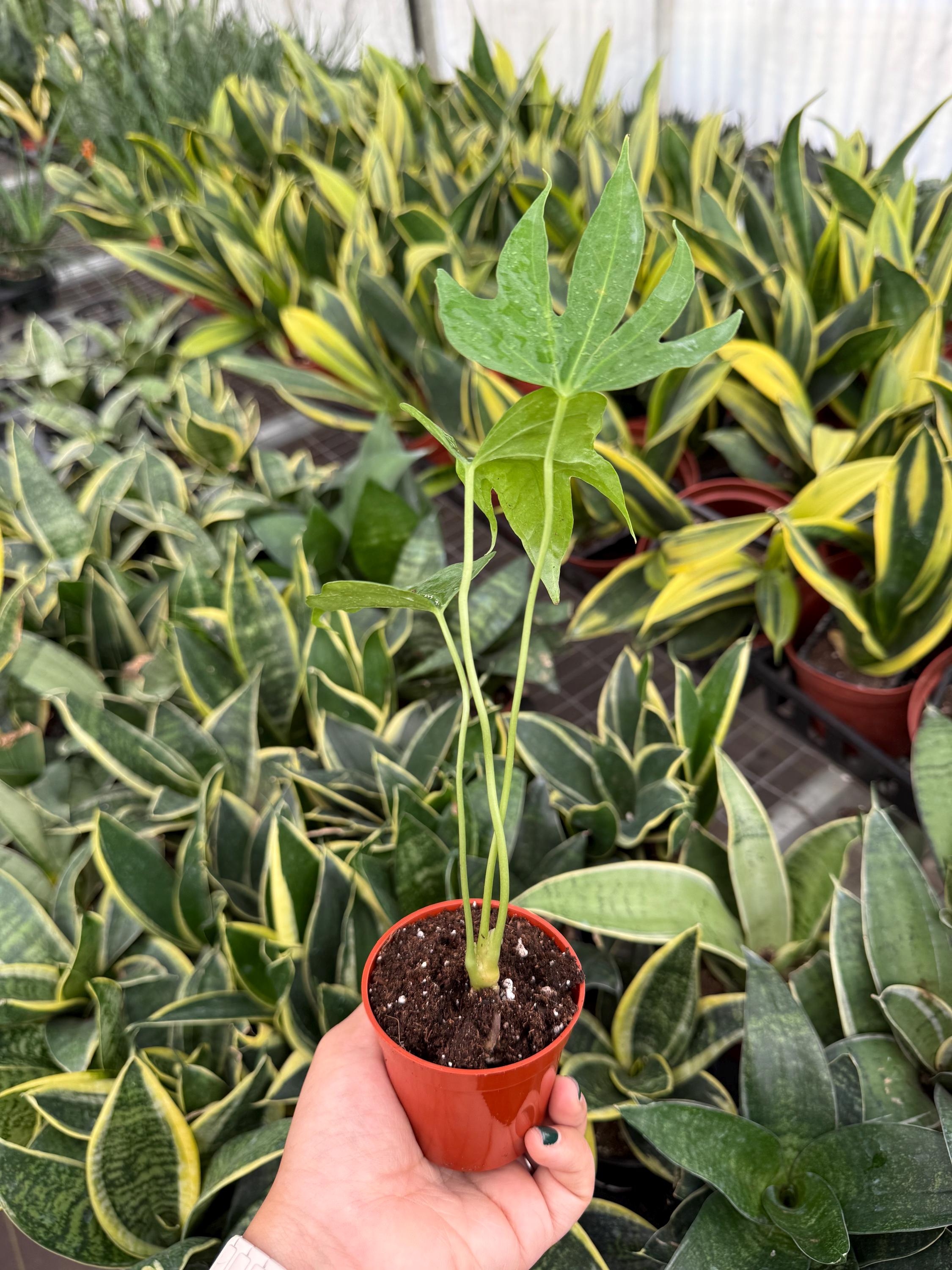 Anthurium Pedato Radiatum “fingers” 2” Pot (ALL PLANTS Require You to ...