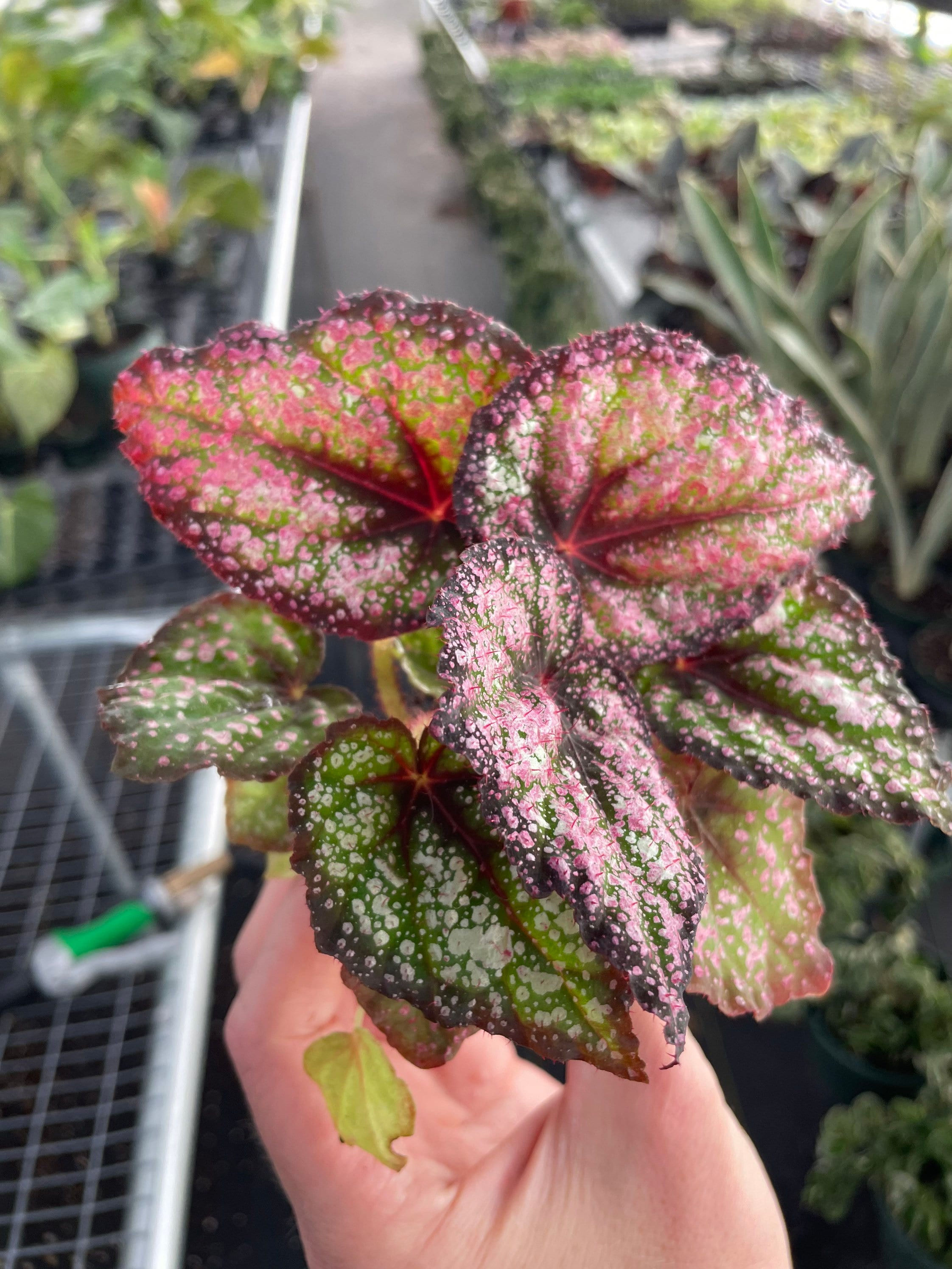 Harmonys Royal Majesty Begonia Starter Plant ALL STARTER - Etsy