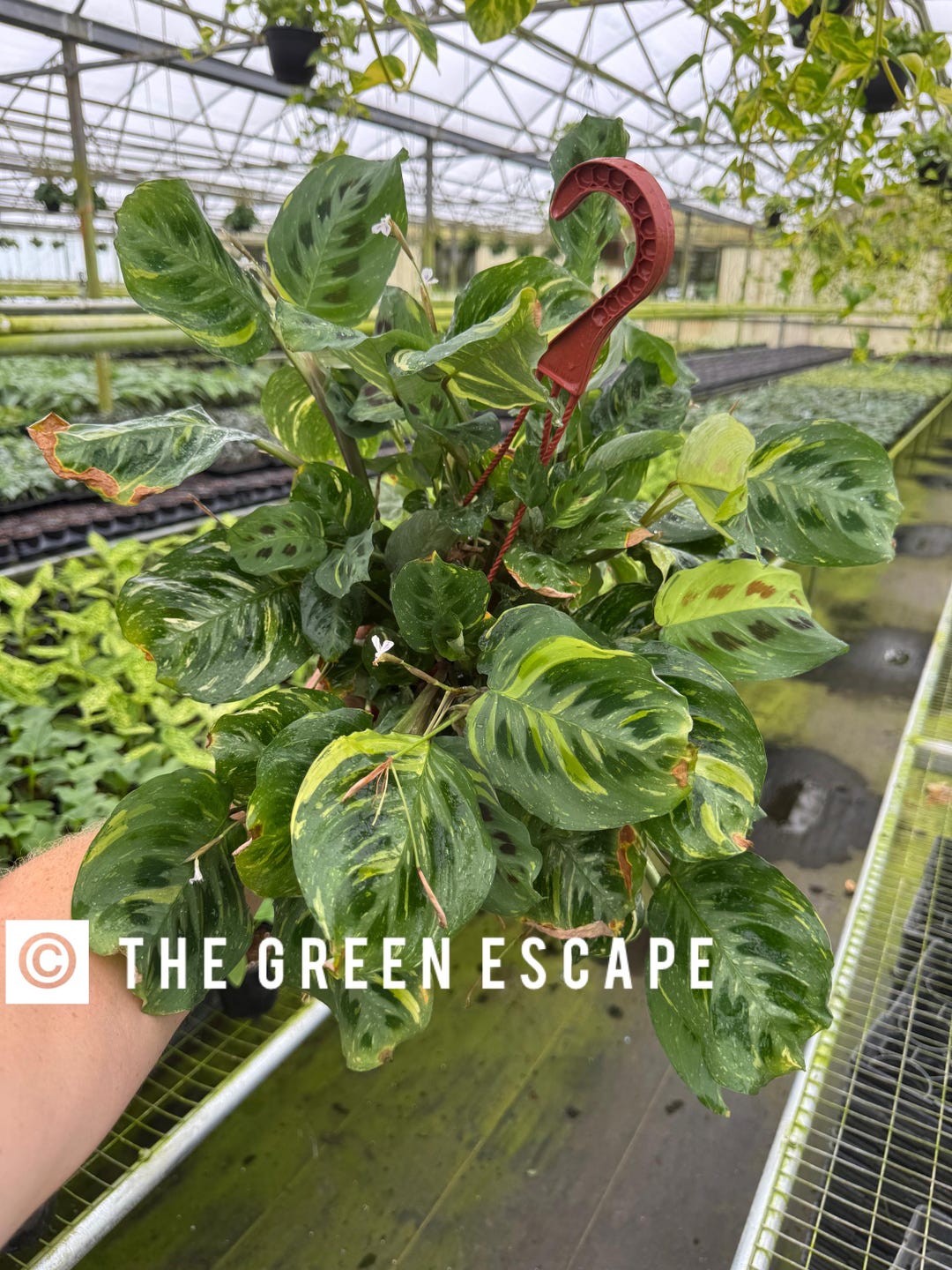 Variegated Maranta Beauty Kim 6” Hanging Baskets “ALL PLANTS Require ...
