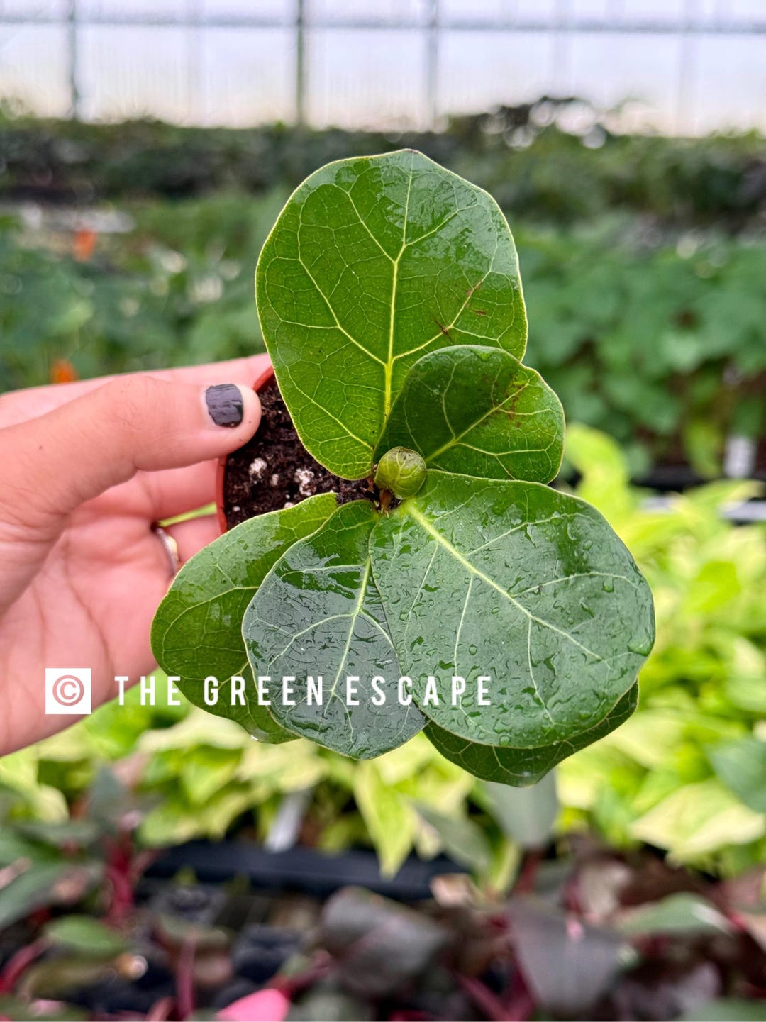 Ficus Lyrata ‘little Sunshine’ 2” Pot (ALL STARTER PLANTS Require You ...