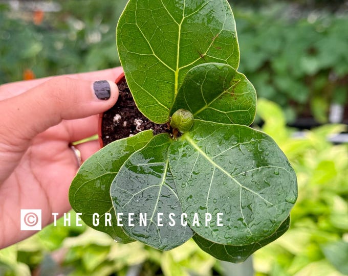 Ficus Lyrata ‘little Sunshine’ 2” Pot (ALL STARTER PLANTS Require You ...