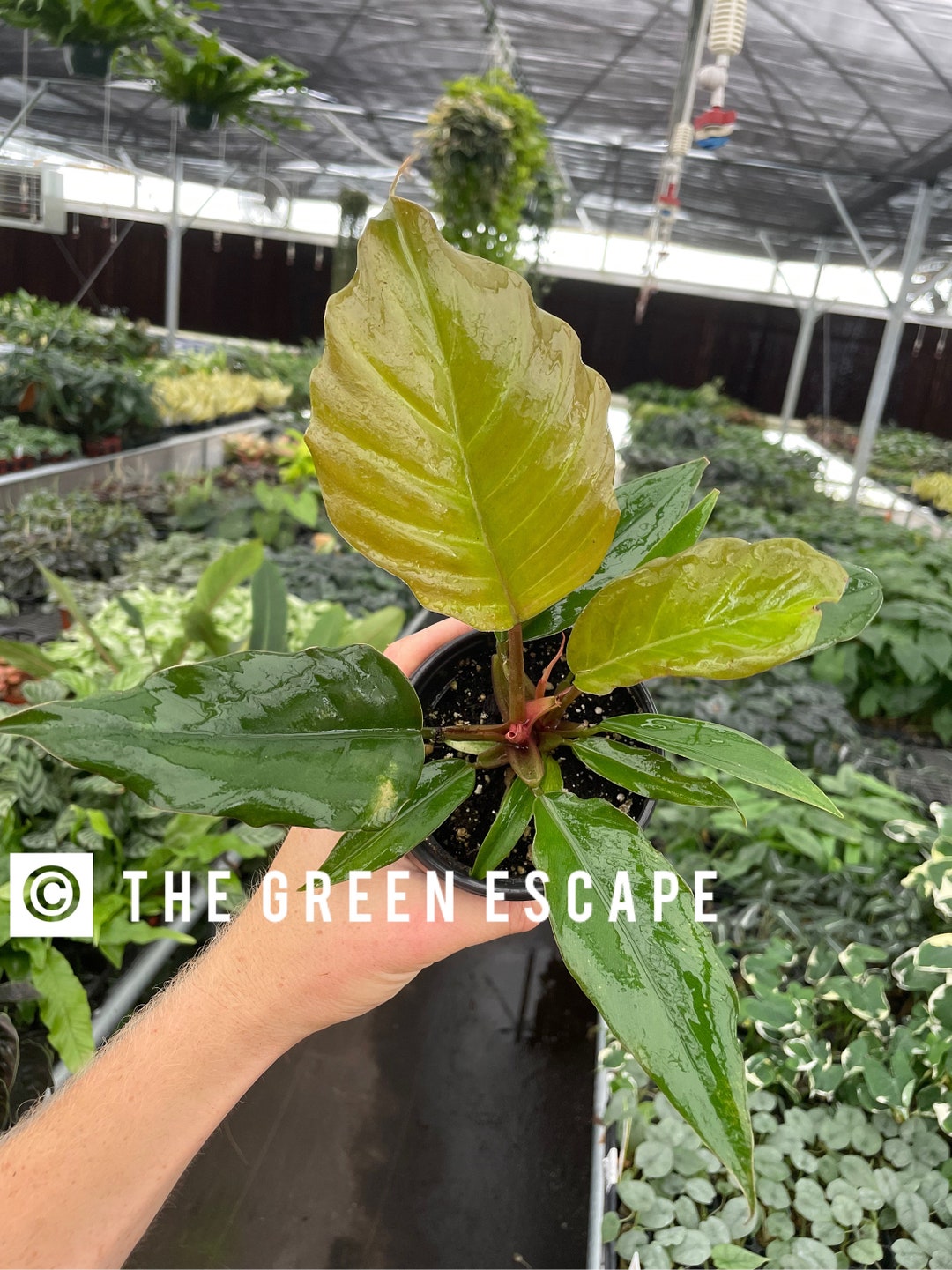 Philodendron Pluto “choco Empress” 4” Pot (ALL PLANTS Require You to Purchase 2 Plants!) - Etsy