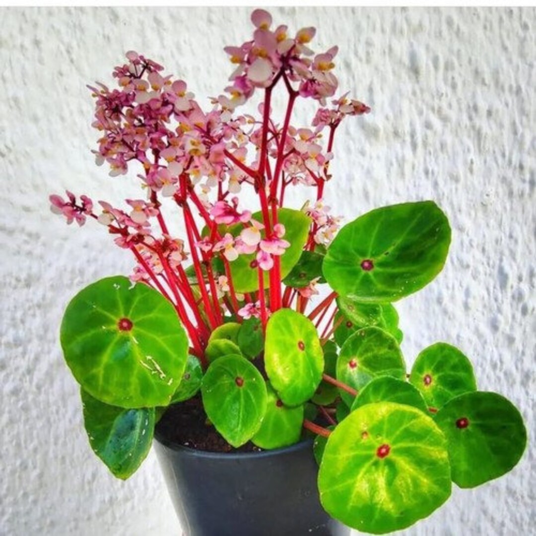 Red Ruby Begonia “conchifolia Var. Rubrimacula” Starter Plant (ALL ...