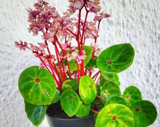 Red Ruby Begonia “conchifolia Var. Rubrimacula” Starter Plant (ALL ...