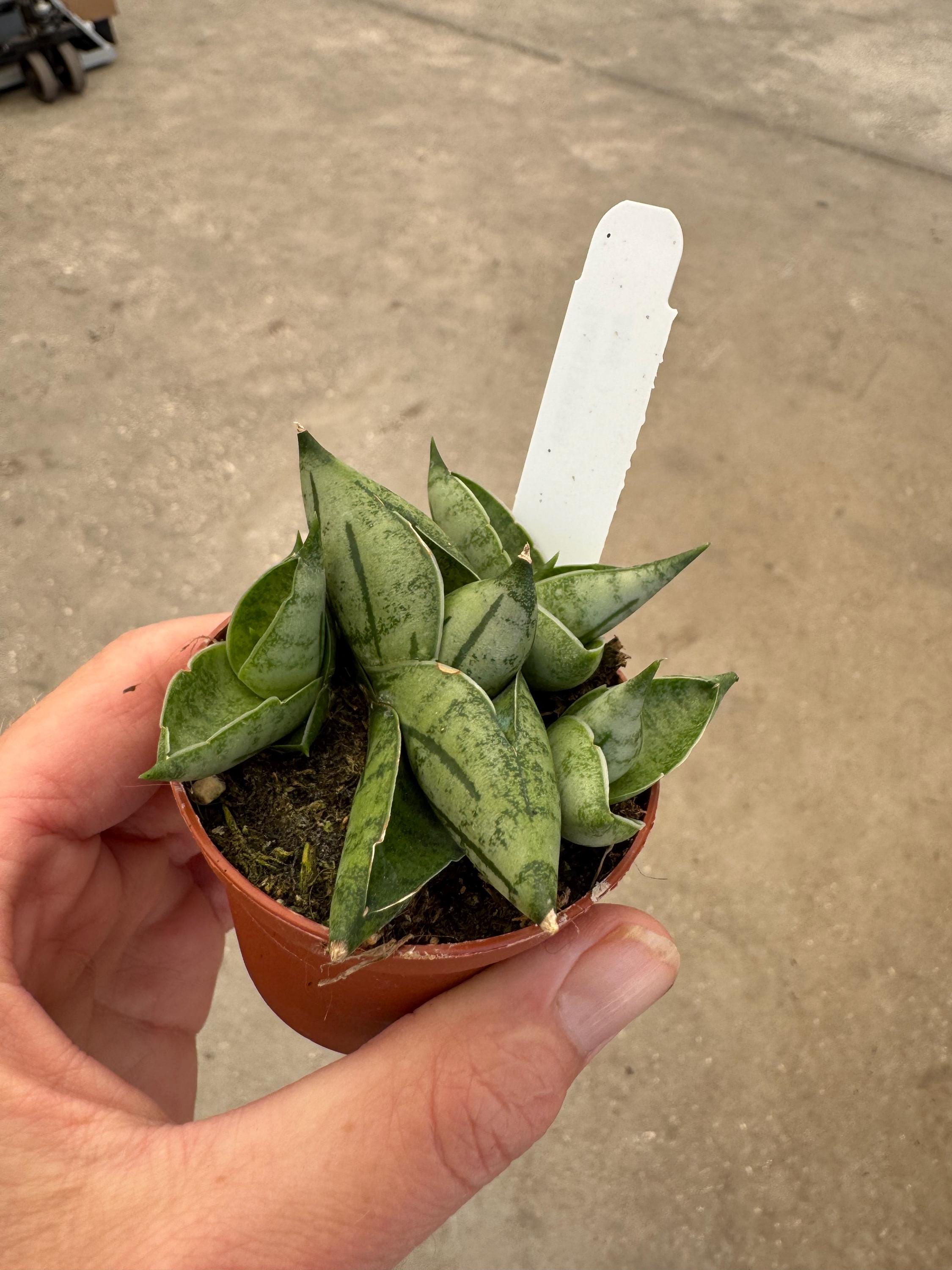 Sansevieria Bonji 2” Pot (ALL PLANTS Require You to Purchase 2 Plants ...