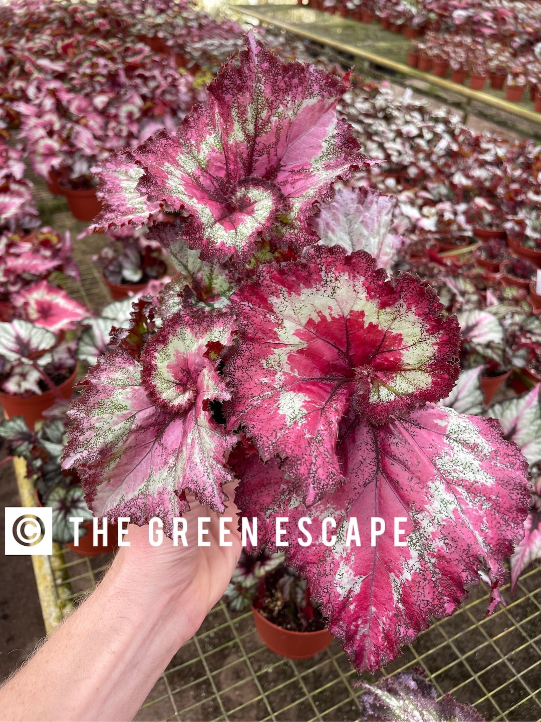 Harmonys Reign of Fire Begonia 6”pot (ALL PLANTS Require You to ...