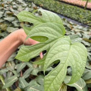 Spider Man Monstera “amydrium Silver” 4” Pot (ALL PLANTS Require You to ...