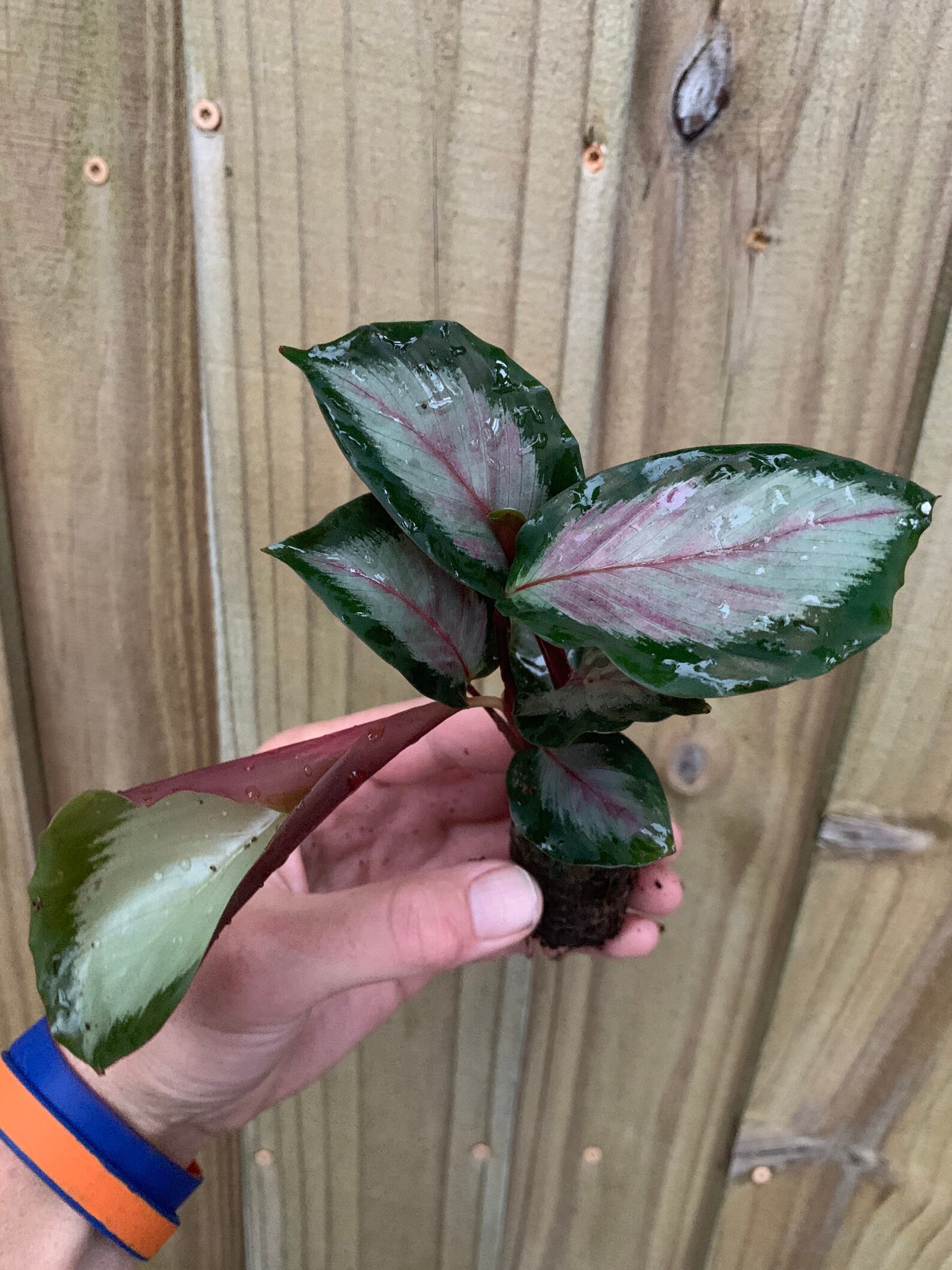 Calathea Royal Standard Starter Plant ALL STARTER PLANTS Require You to ...