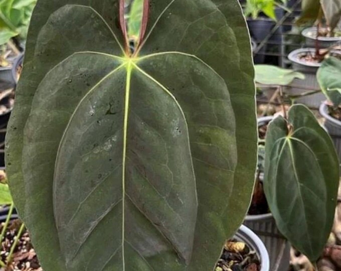 Anthurium Papillilaminum Guna Yala Tissue Culture (ALL PLANTS Require ...