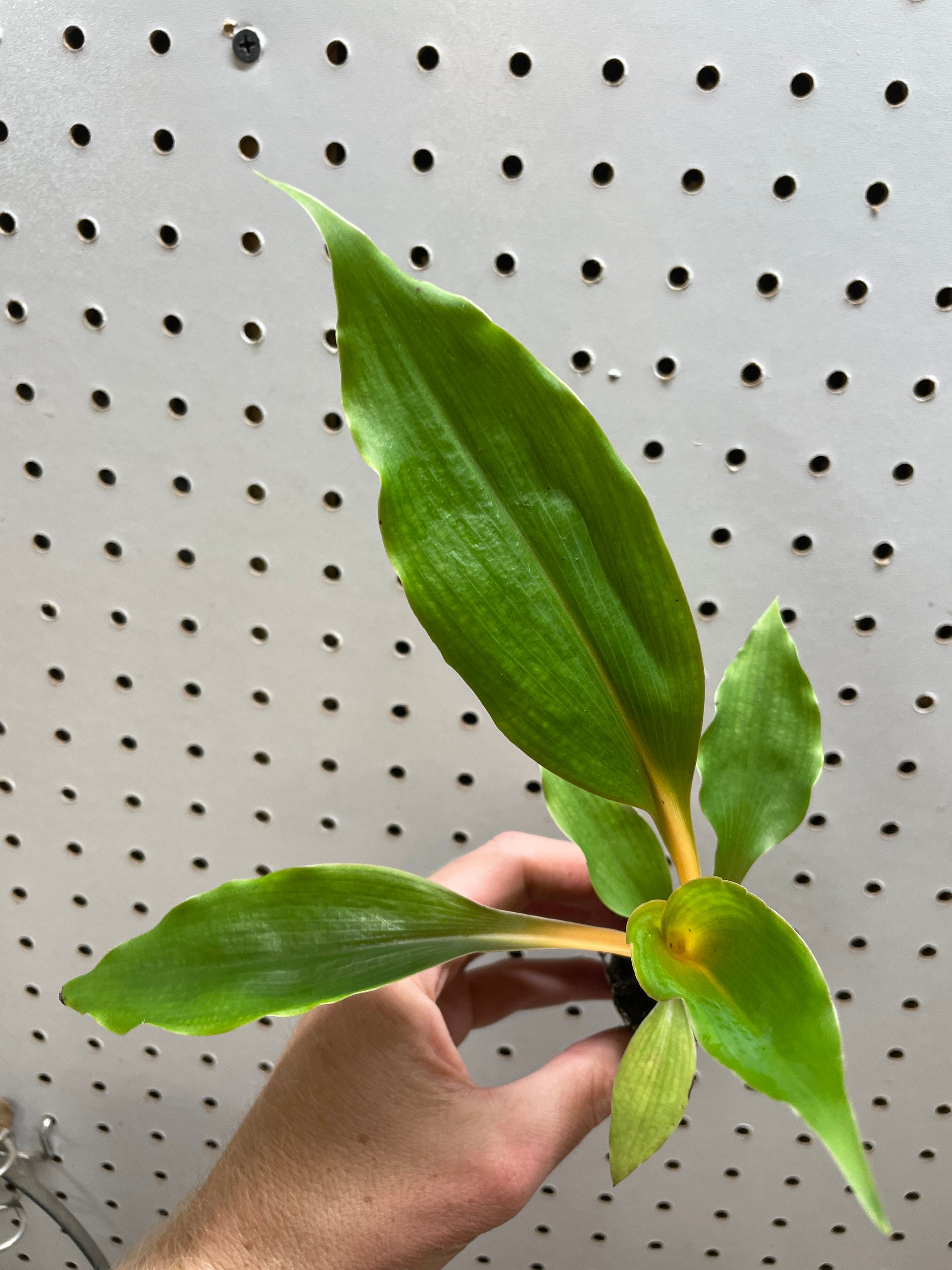 Chlorophytum “fire Flash” Green and Orange Starter Plant (ALL STARTER ...