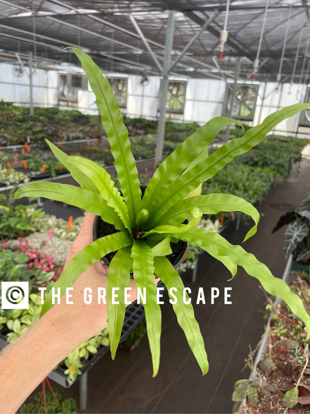 Birds Nest Victoria Fern 4” Pot (ALL PLANTS Require You to Purchase 2 ...