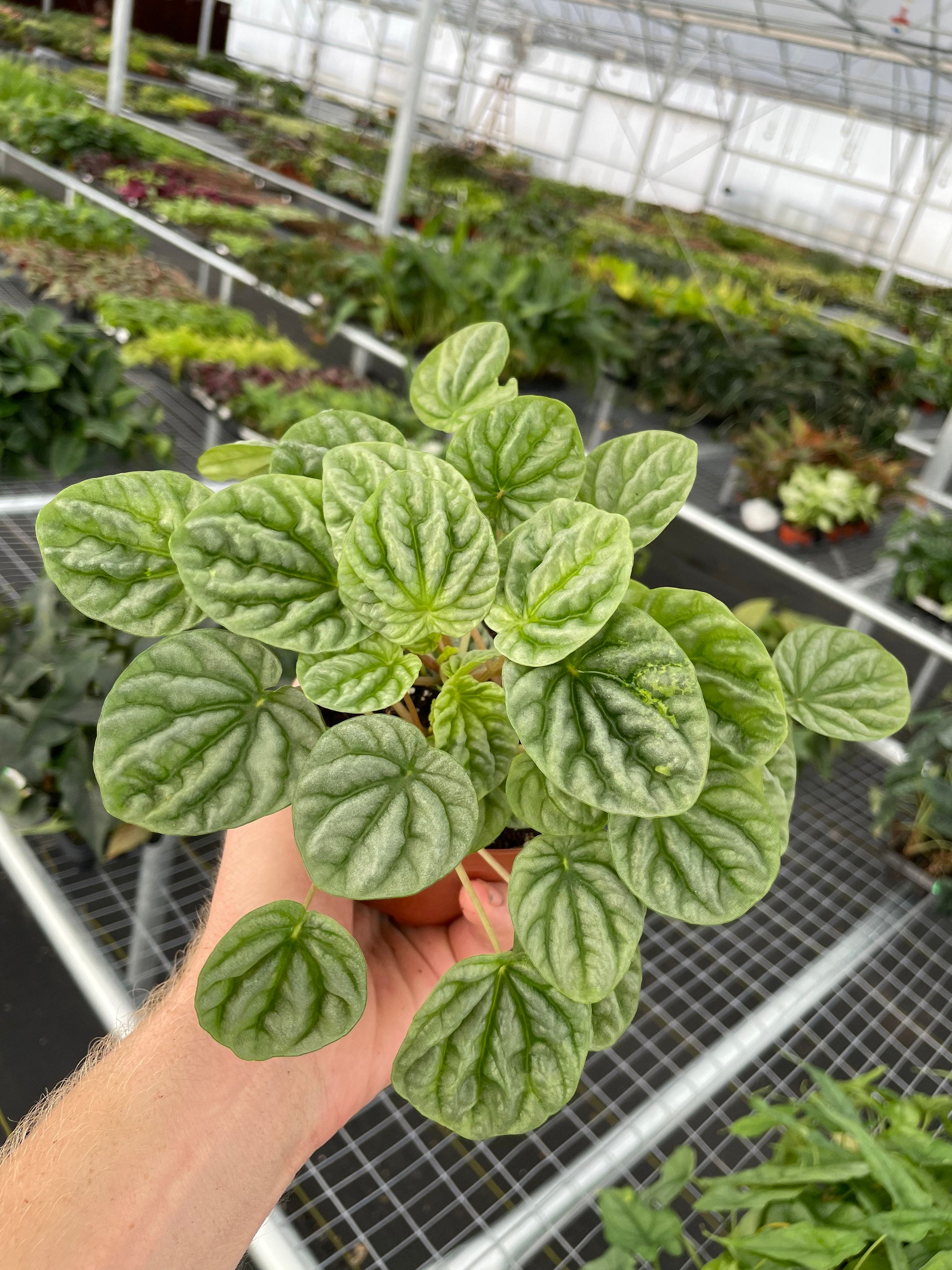 Peperomia Emerald Ripple 4pot ALL PLANTS Require You to - Etsy