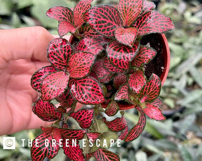 Fittonia ‘firetail’ 2” Pot (ALL PLANTS Require You to Purchase 2 Plants ...