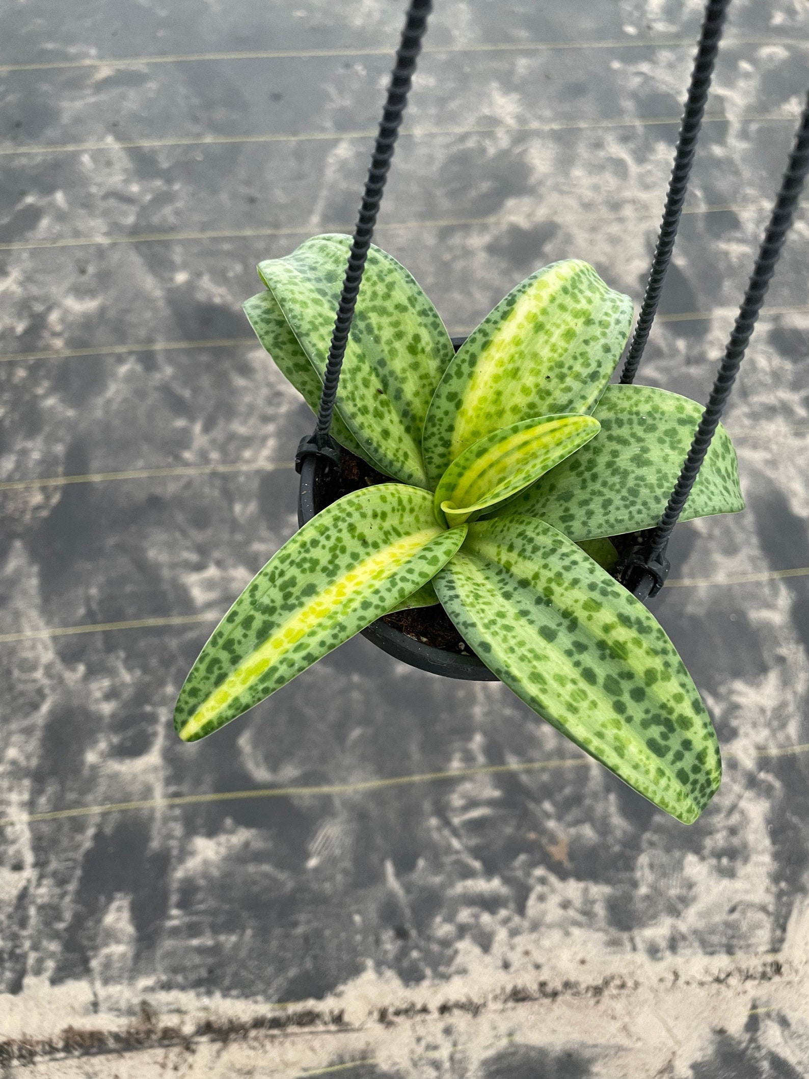 Variegated Leopard Lily 4” Hanging Basket (ALL PLANTS Require You to ...