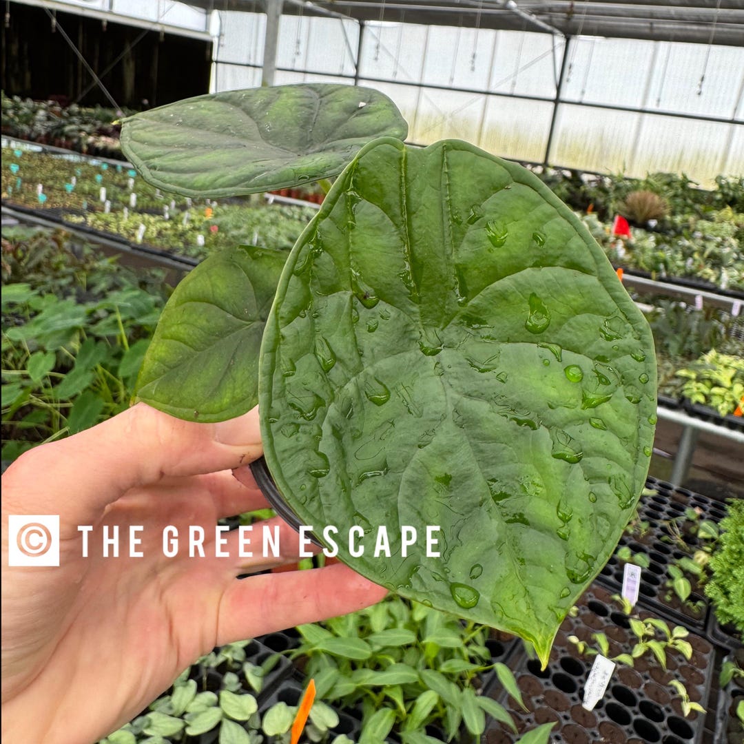 New Cultivar Alocasia Aegis 4” Pot (ALL PLANTS Require You to Purchase ...