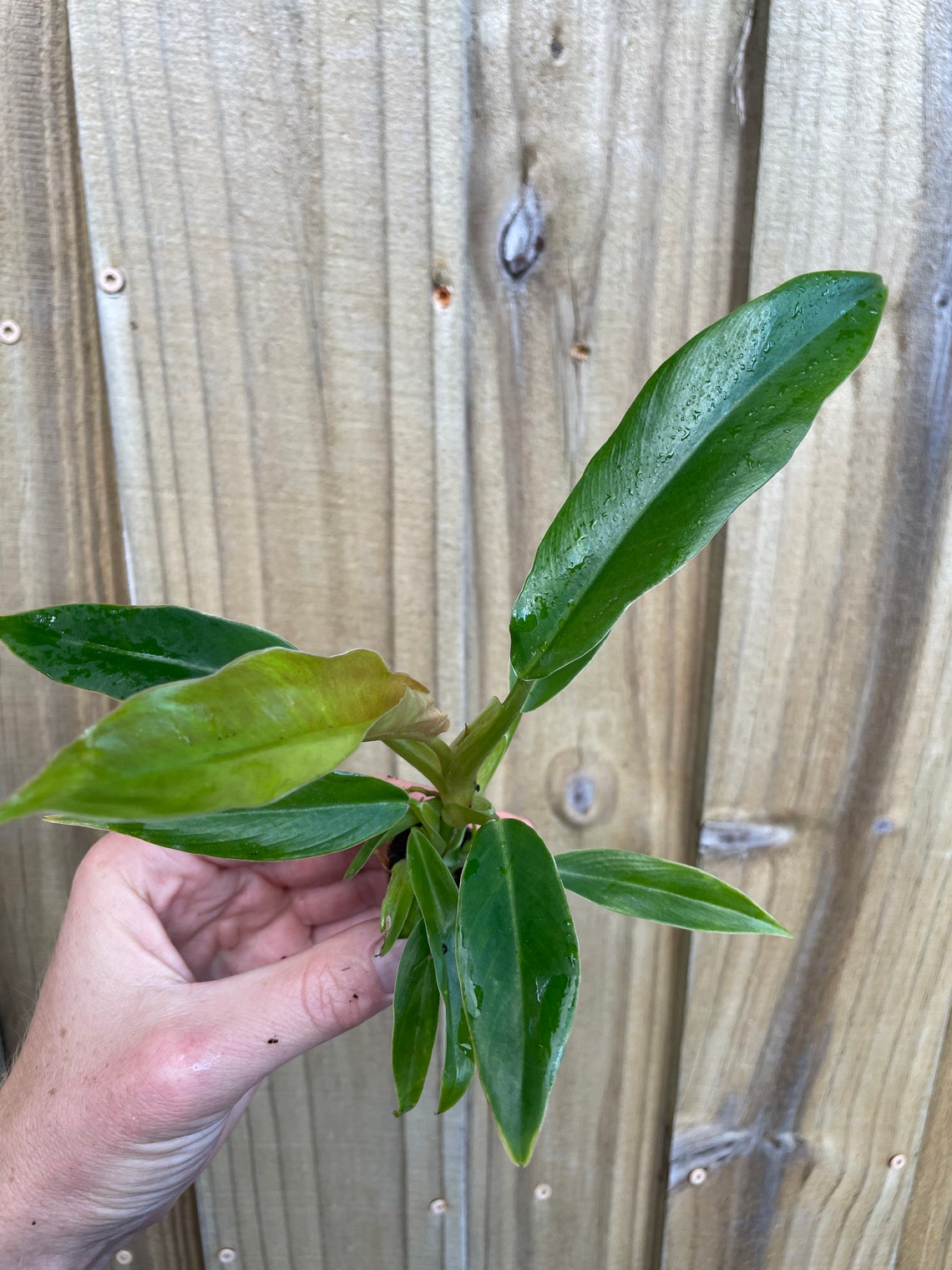 Philodendron Jungle Boogie/tiger Tooth/narrow Starter Plant - Etsy