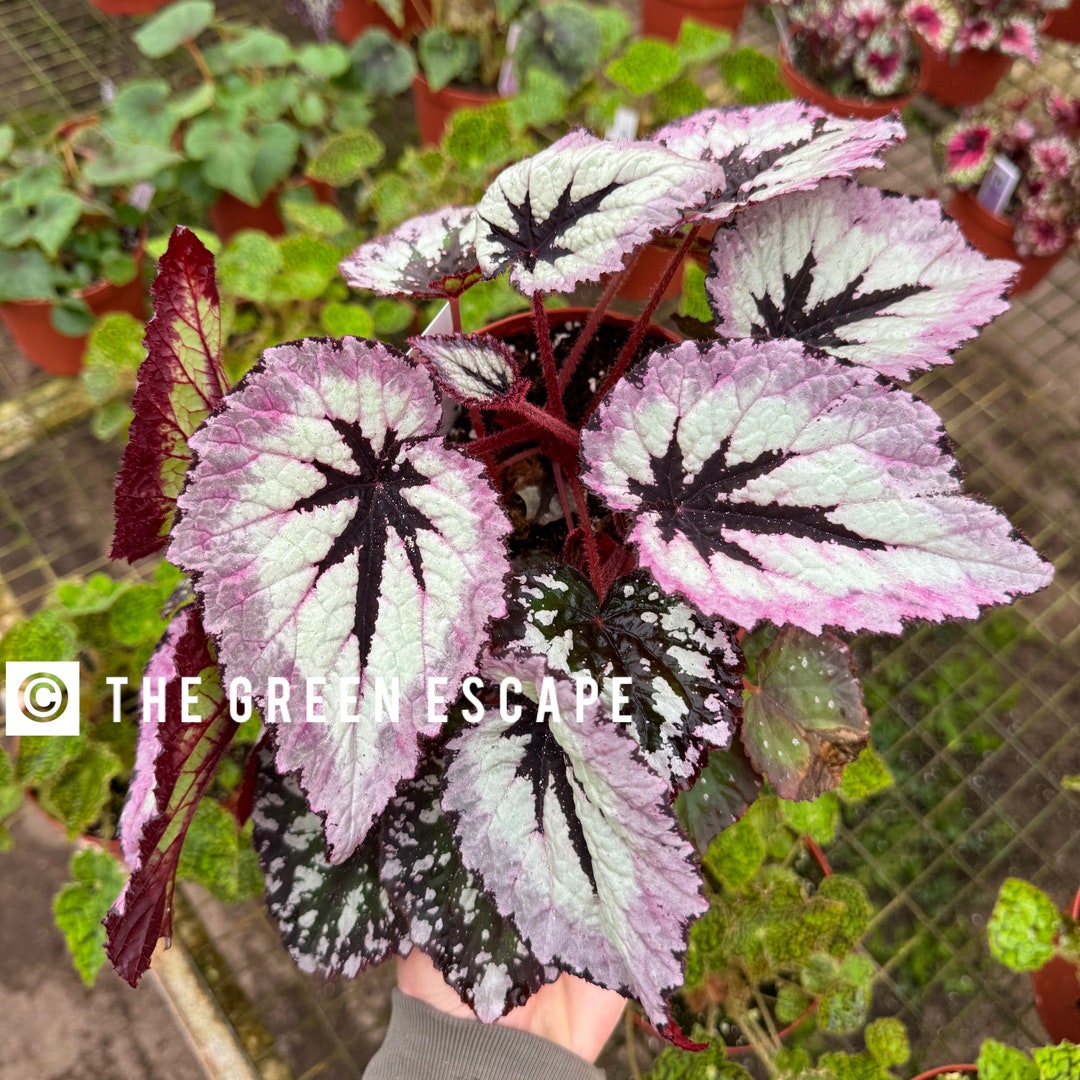 Harmonys Fire Woman Begonia 6”pot (ALL PLANTS Require You to Purchase 2 ...