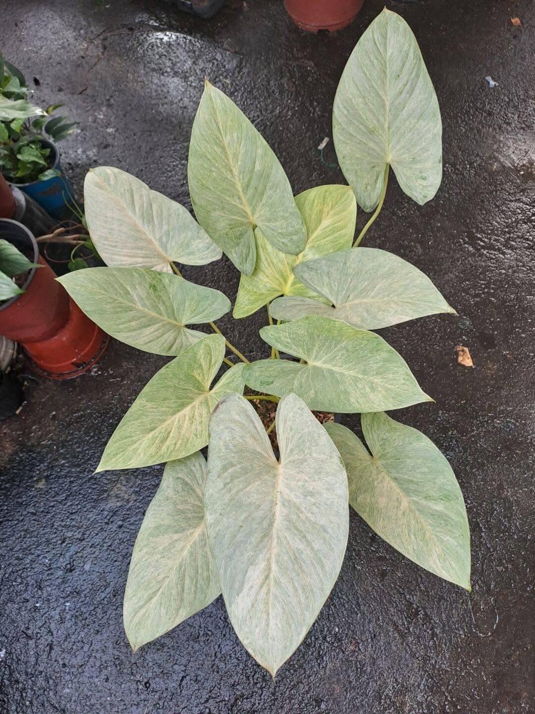 Homalomena Sulcata Cream Frost Starter Plant (ALL STARTER PLANTS ...