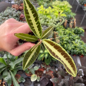 Labisia .sp Riau Fishbone Starter Plant (ALL STARTER PLANTS Require You ...