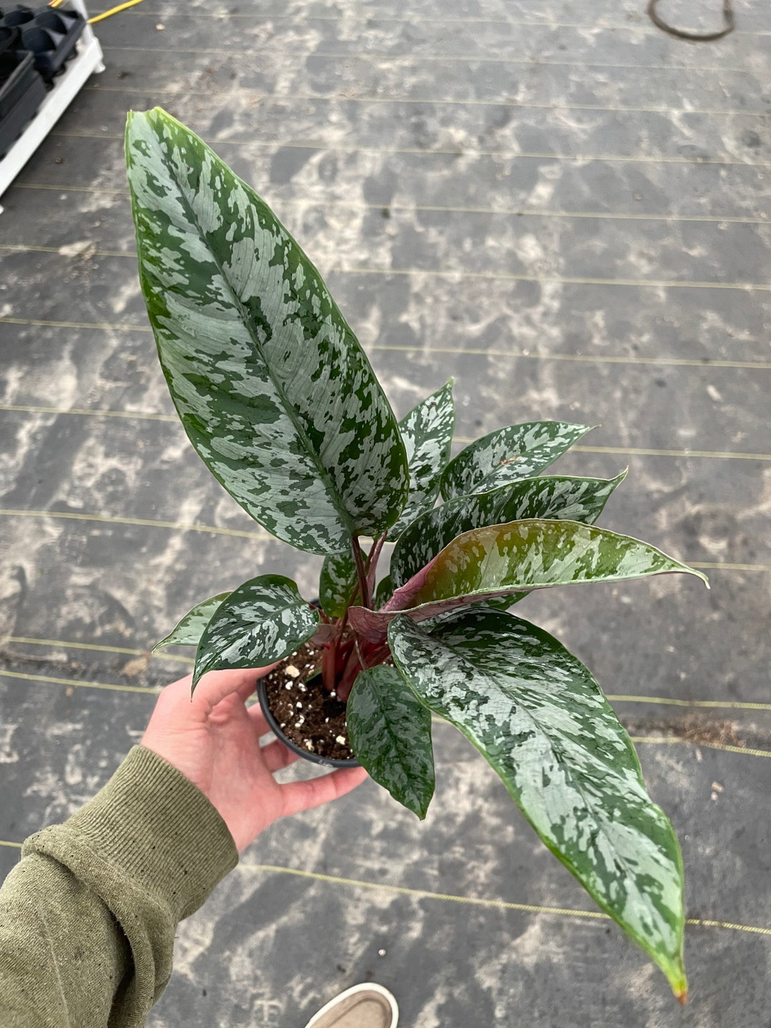 Apoballis Acuminatissima “lavallei” 4” Pot (ALL PLANTS Require You to ...