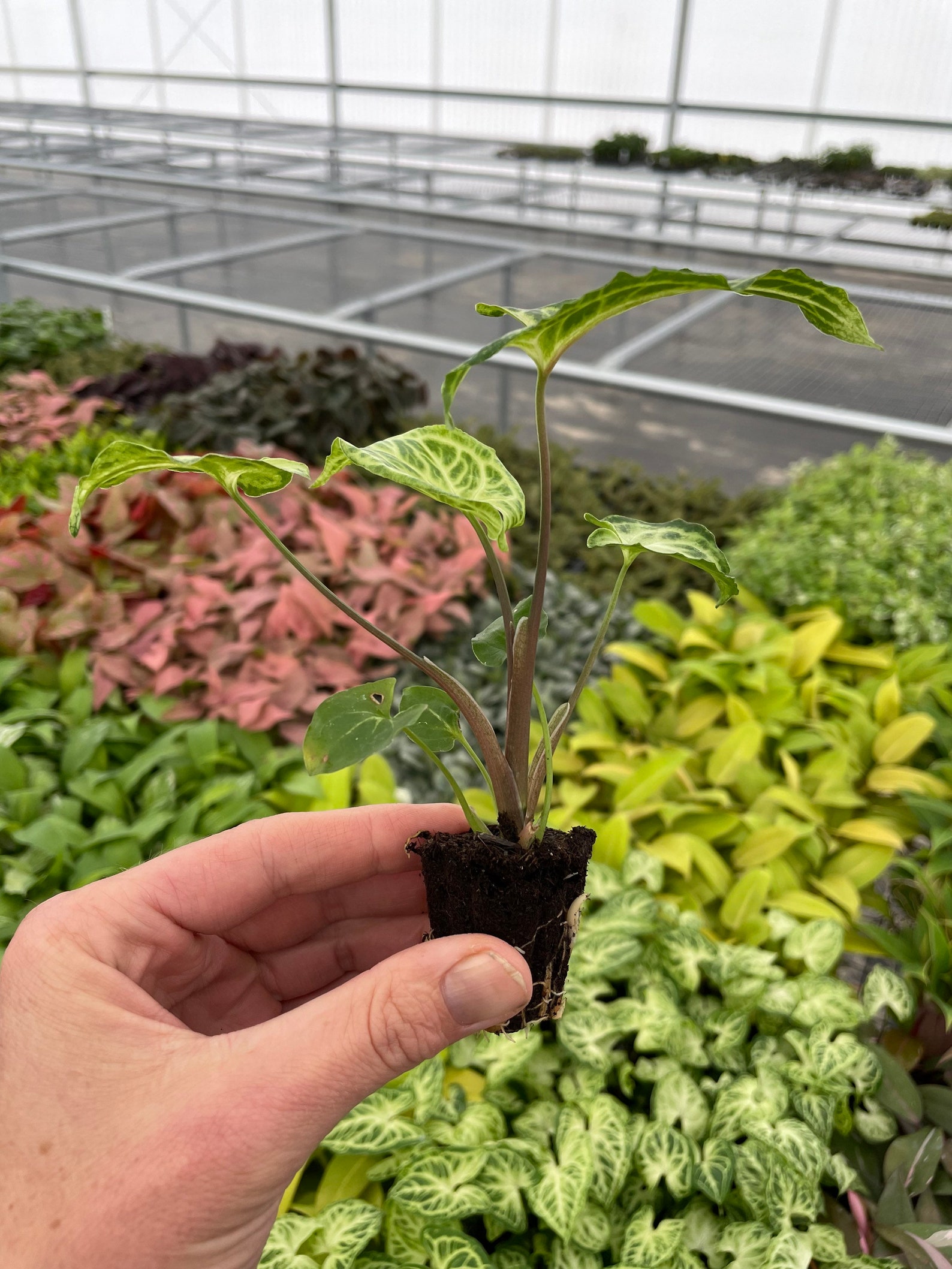 Syngonium Batik Starter Plant ALL STARTER PLANTS Require You to ...