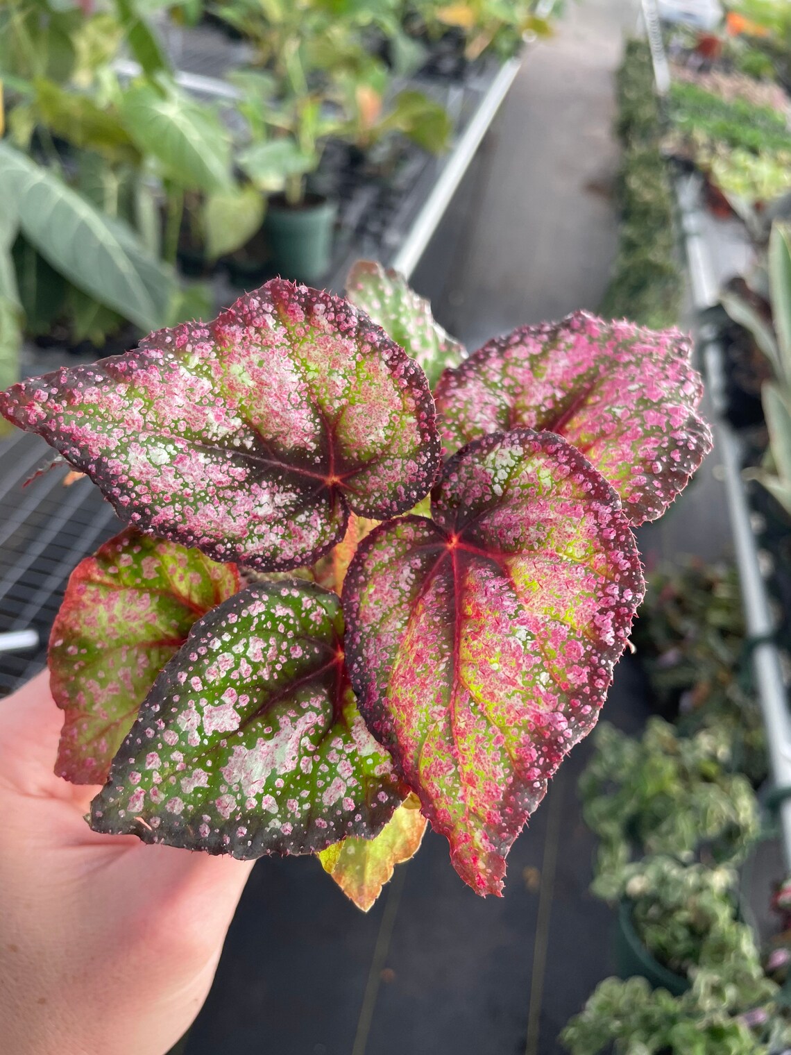 Harmonys Royal Majesty Begonia Starter Plant ALL STARTER - Etsy