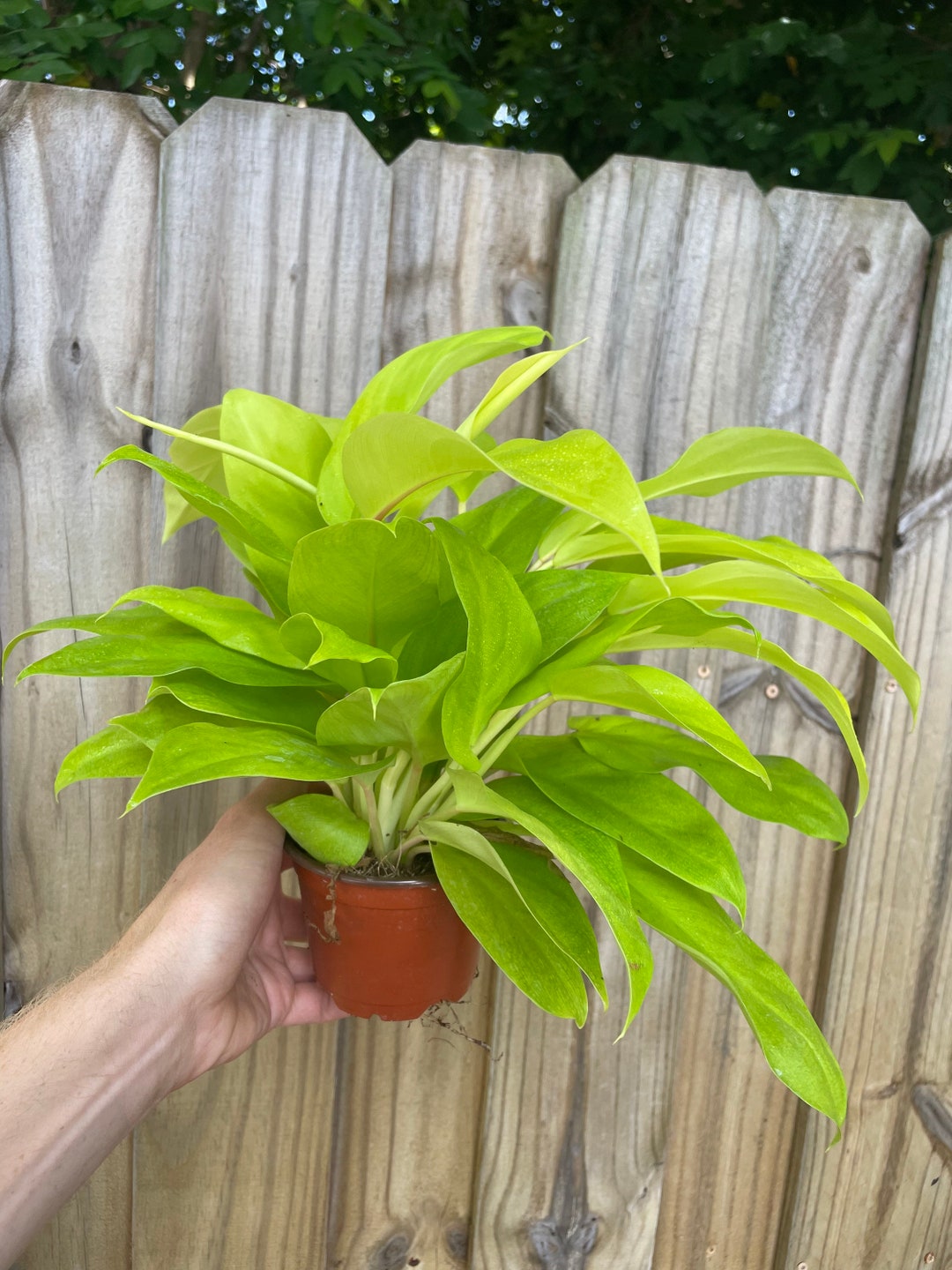 Philodendron Golden Goddess 4 Pot ALL PLANTS Require You to Purchase 2 ...