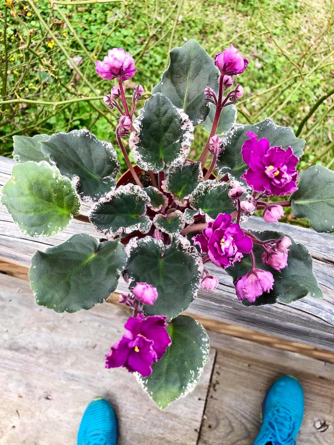 Apache Redcoats African Violet Starter Plant (ALL PLANTS Require You to ...