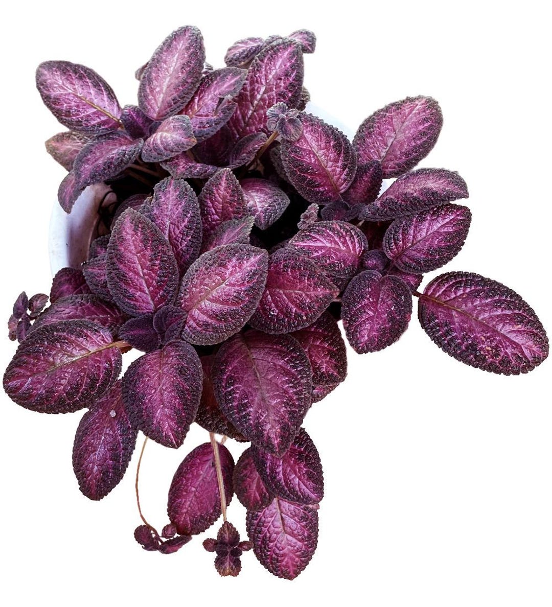 Episcia Pink Acajou Starter Plant (ALL STARTER PLANTS Require You to ...