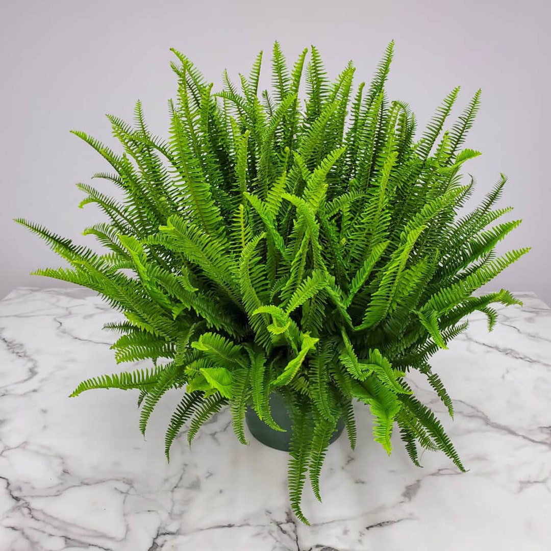 Kimberly Queen Fern Starter Plant (ALL STARTER PLANTS Require You to ...