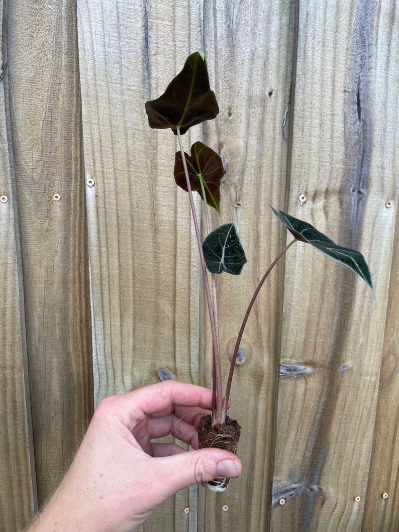 Alocasia Dragons Tooth Starter Plant ALL STARTER PLANTS - Etsy