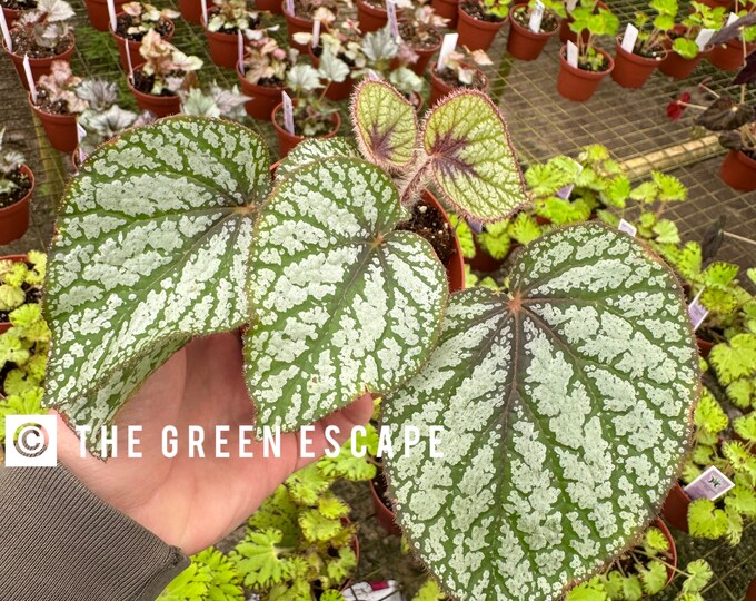 Begonia Fire Moths 4”pot (ALL PLANTS Require You to Purchase 2 Plants ...