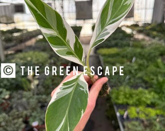 Albo Variegated Spider Man Monstera “variegated Amydrium Medium ...