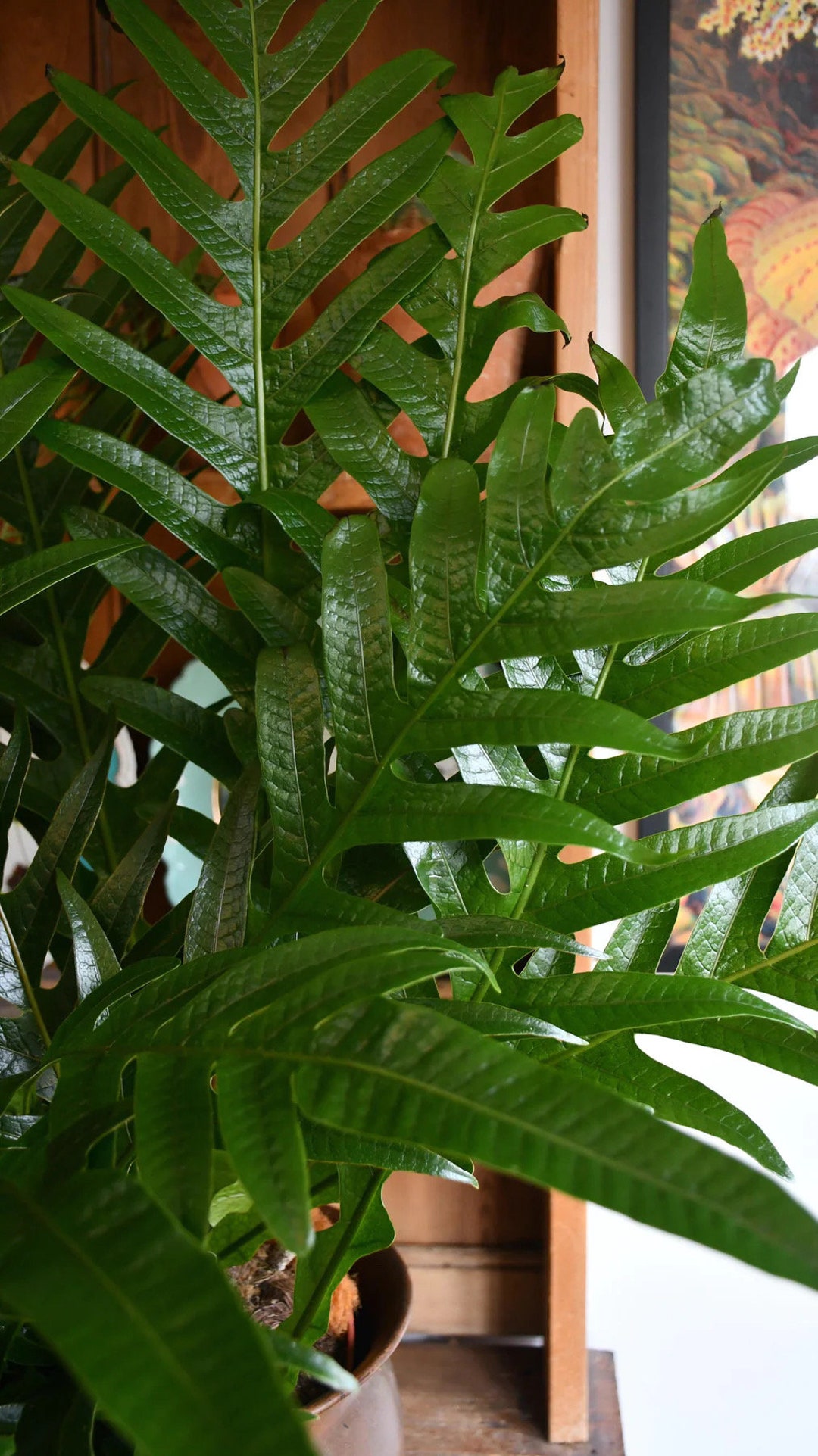 Snake Skin Fern Starter Plant ALL STARTER PLANTS Require You to ...